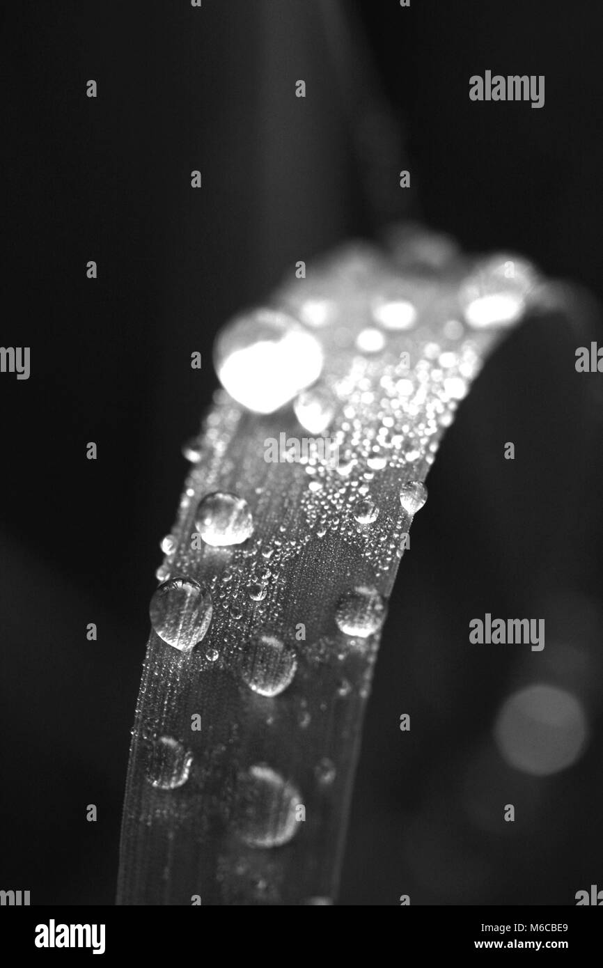 Leaf morning dew Black and White Stock Photos & Images - Alamy
