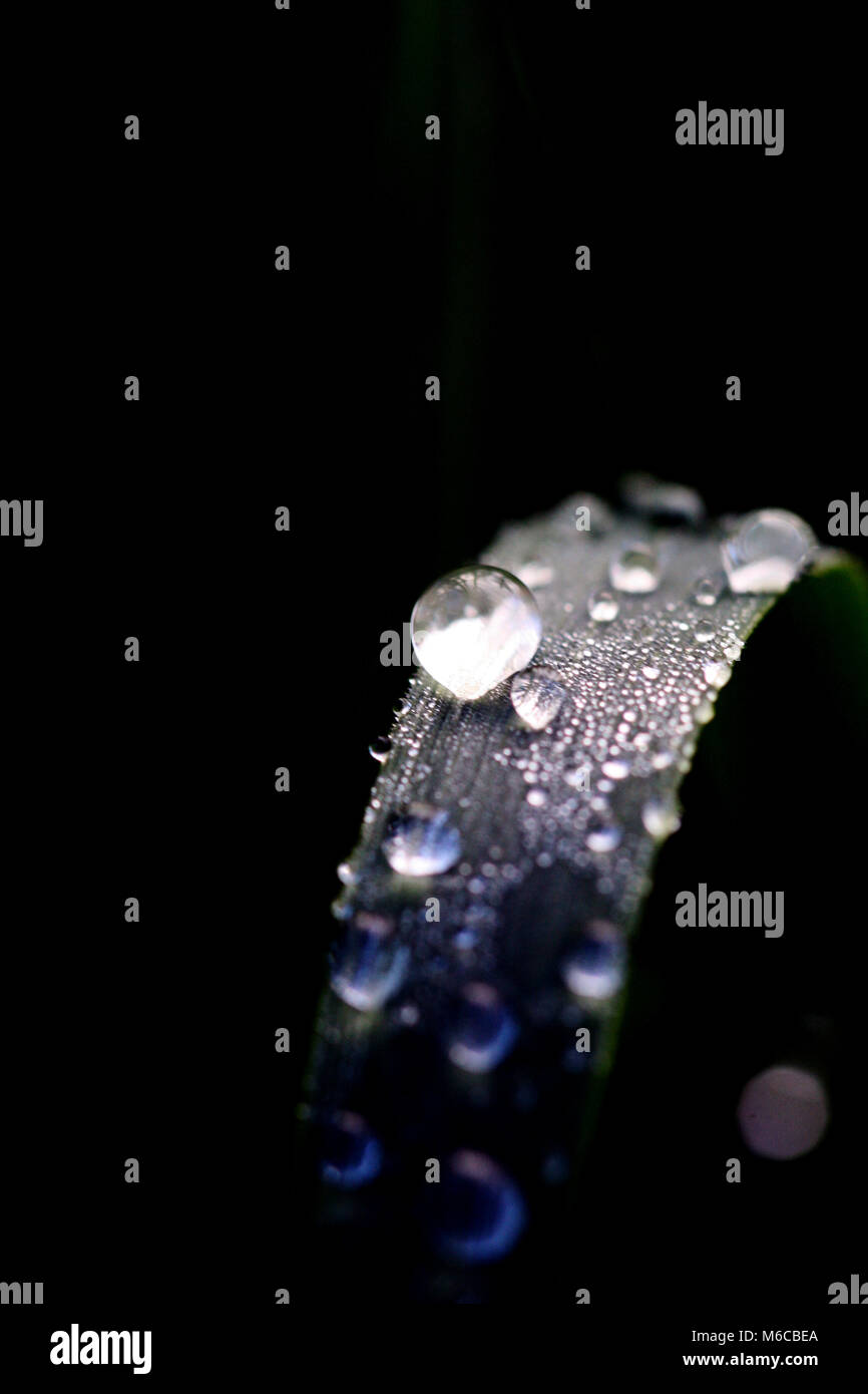 Picture of a Morning dew on a leaves Stock Photo - Alamy
