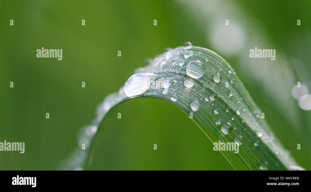 Picture of a Morning dew on a leaves Stock Photo - Alamy