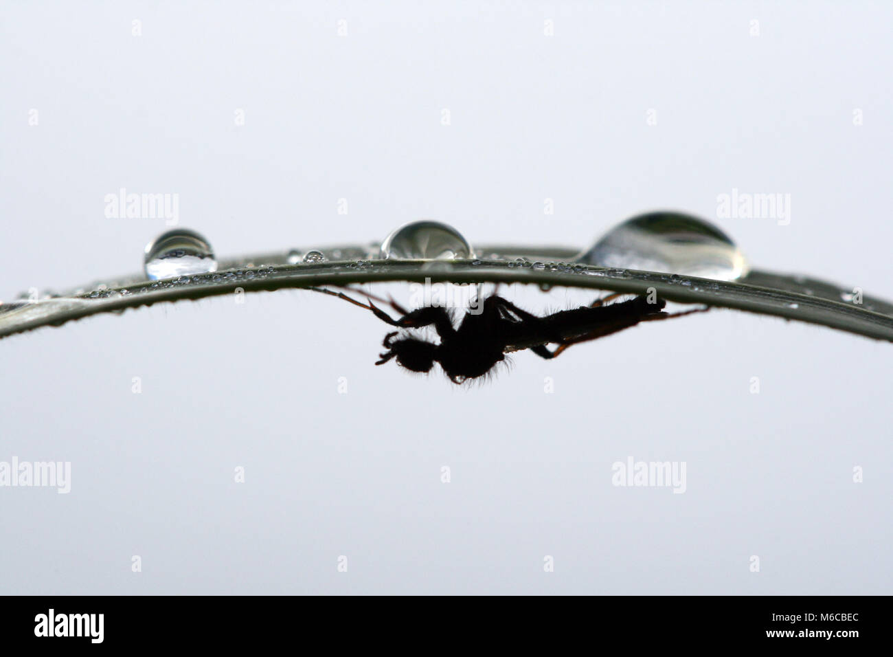 Picture of a Morning dew on a leaves Stock Photo - Alamy