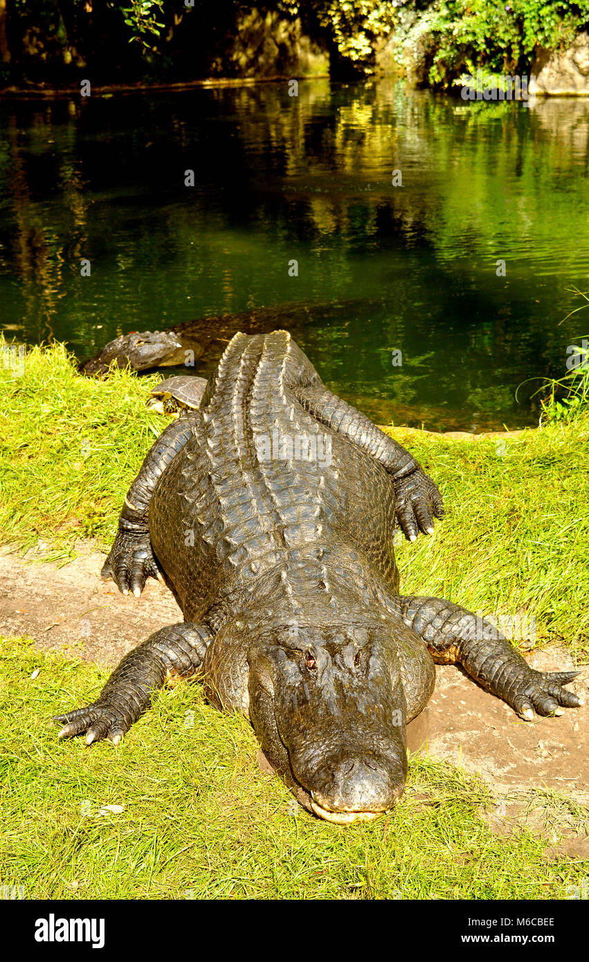 American alligator Latin name alligator mississippiensis out of the ...