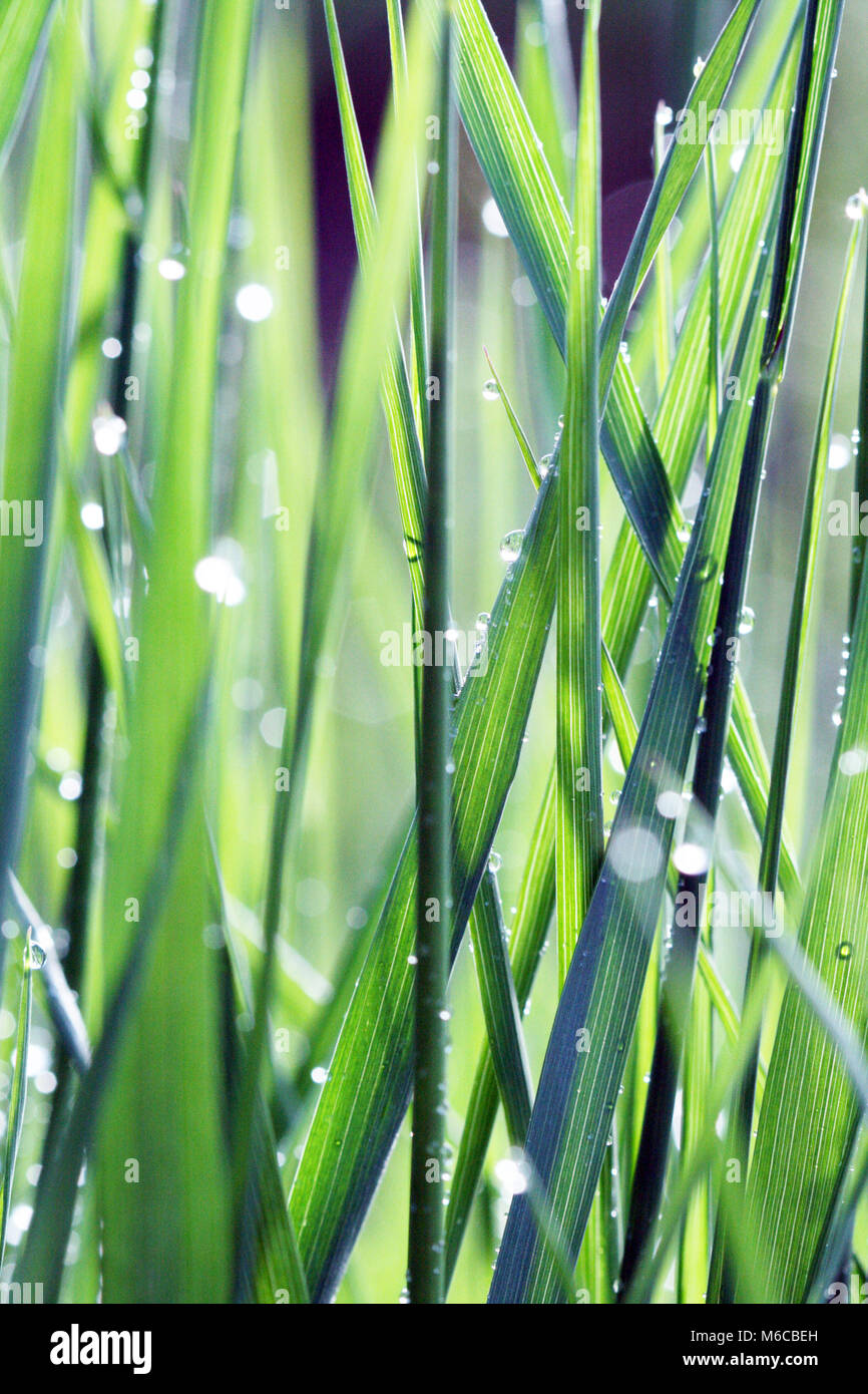 Picture of a Morning dew on a leaves Stock Photo - Alamy