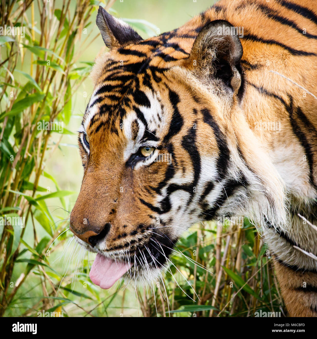 Malayan tiger panthera tigris jacksoni hi-res stock photography and ...