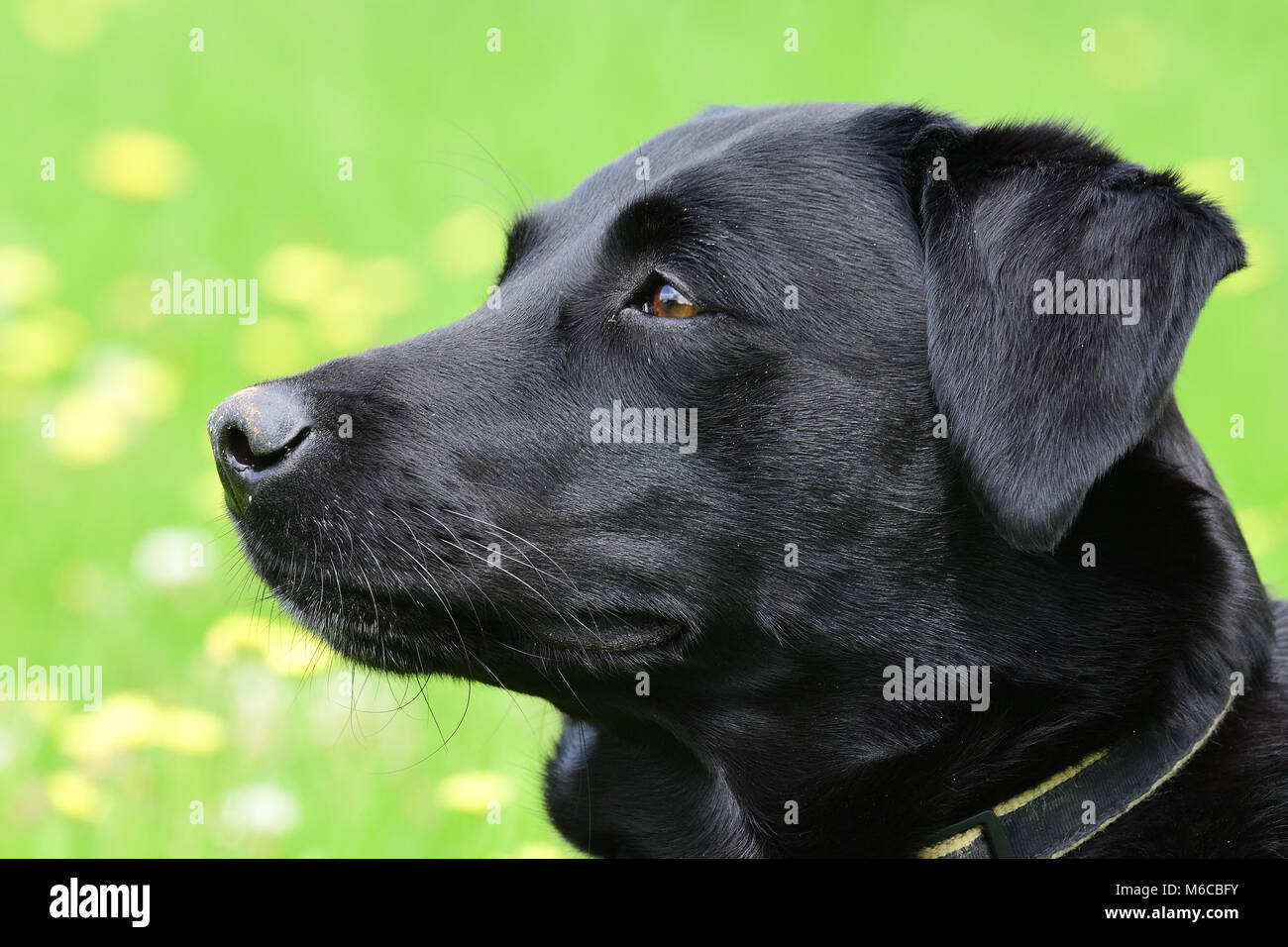 Head shot of a cute black Labrador retriever Stock Photo - Alamy