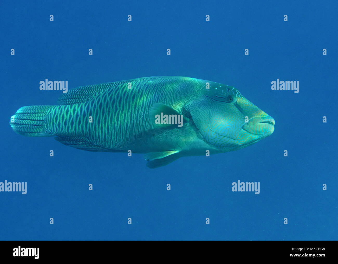 Fish napoleon hi-res stock photography and images - Alamy