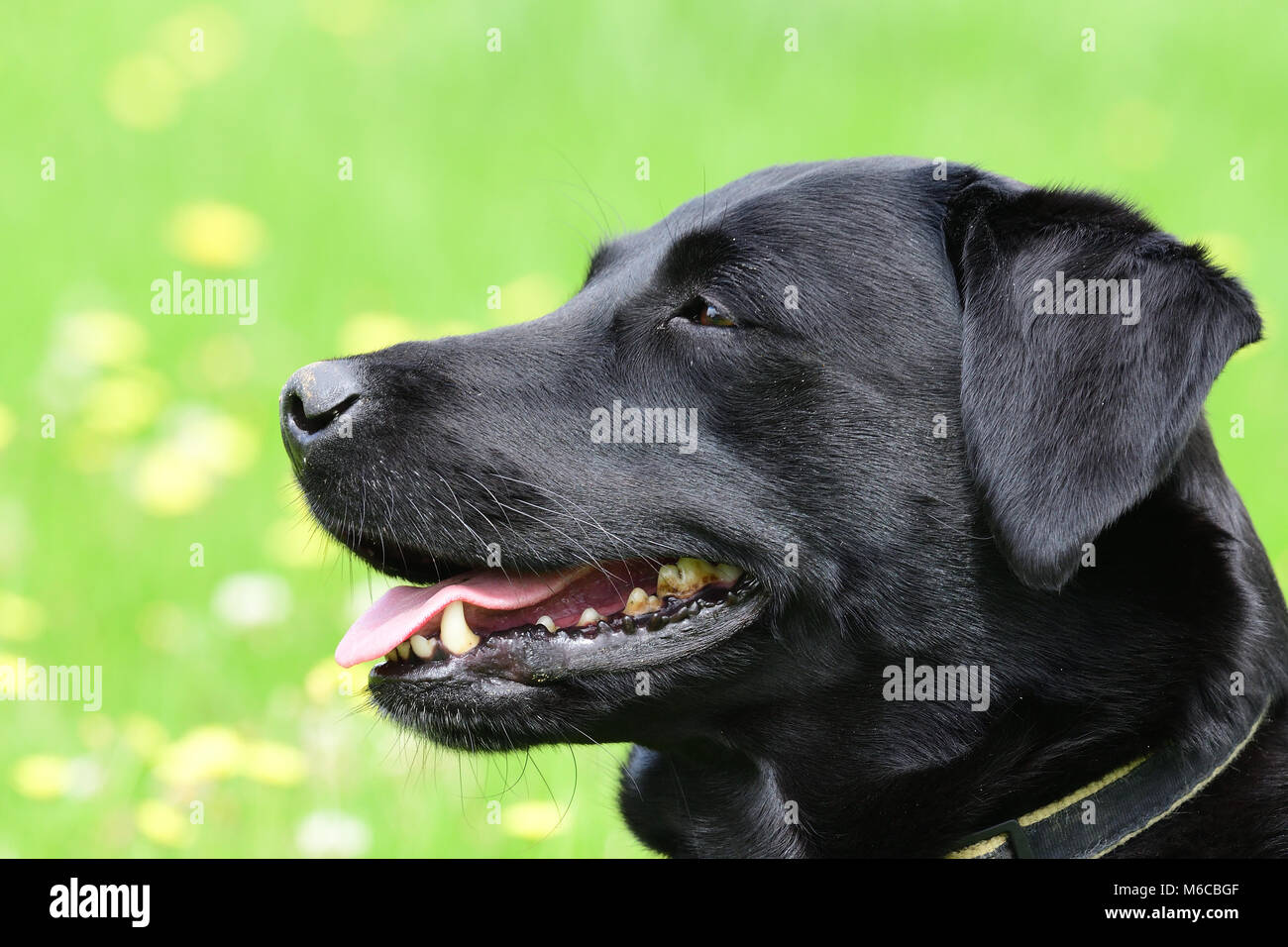 Head shot of a cute black Labrador retriever Stock Photo - Alamy