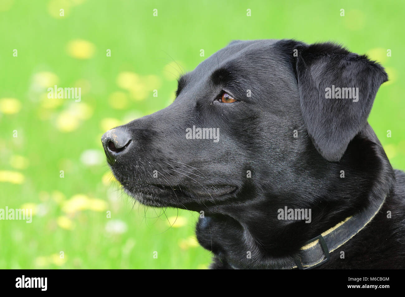 Head shot of a cute black Labrador Stock Photo - Alamy