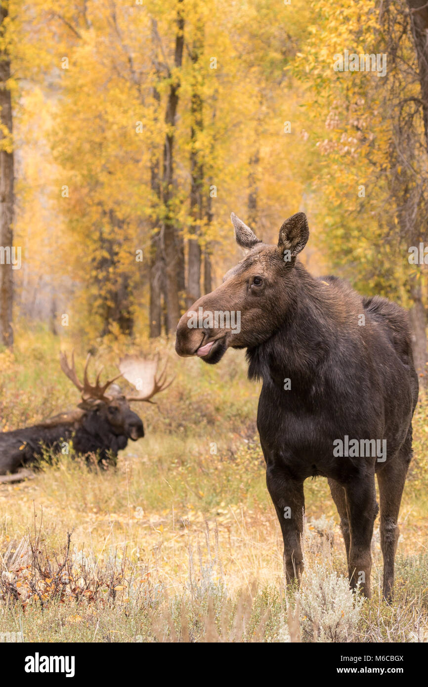 Cow Moose in Fall Stock Photo - Alamy