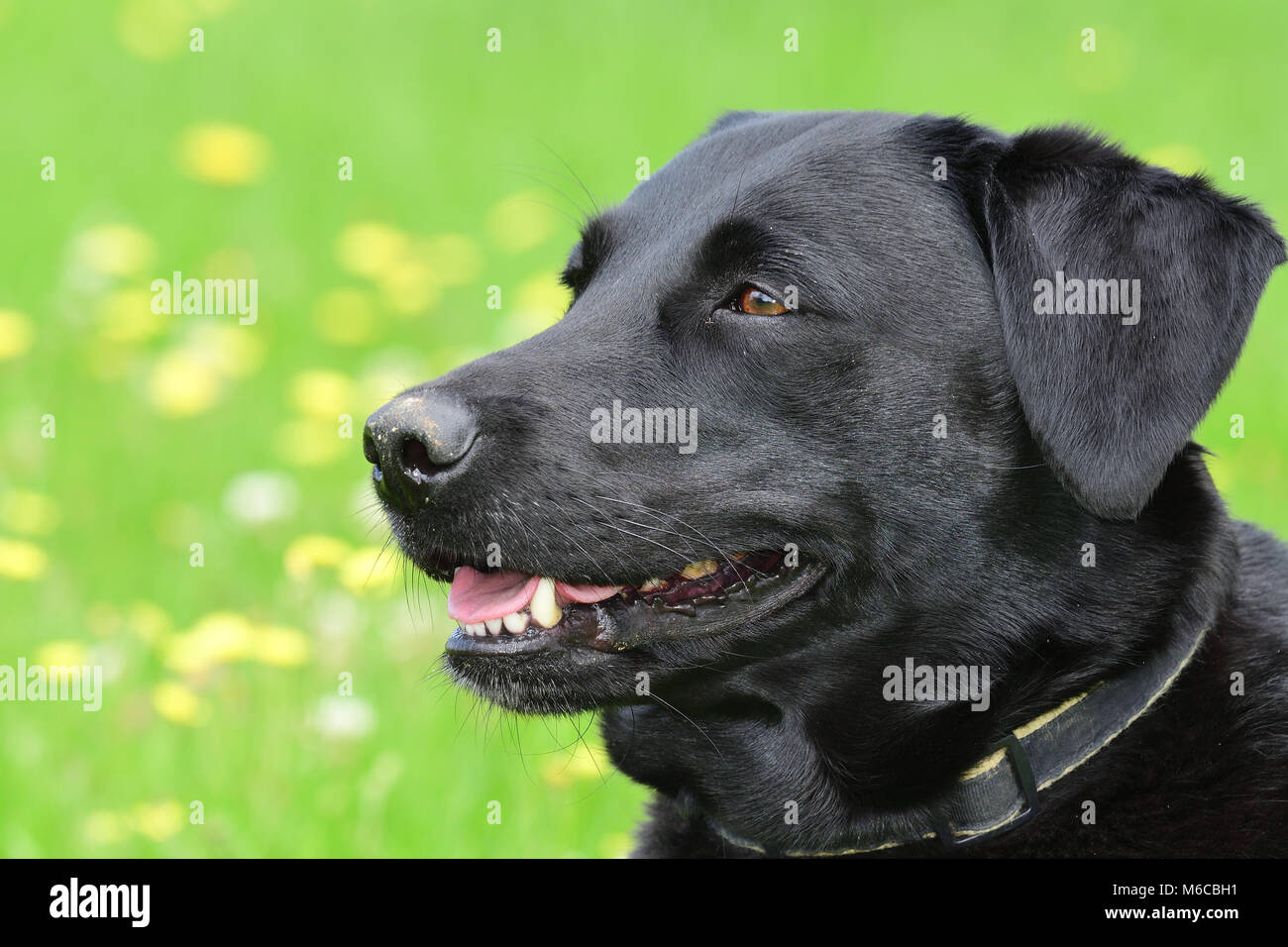 Head shot of a cute black Labrador Stock Photo - Alamy