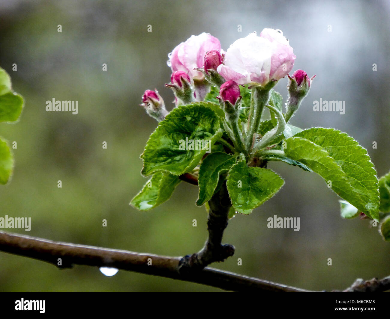 Apple blossom after the rain,picture of a Stock Photo - Alamy