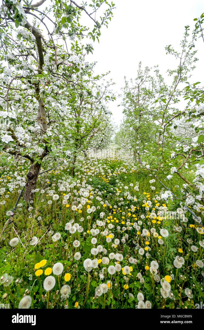 Apple orchard in spring, picturte of an Stock Photo - Alamy