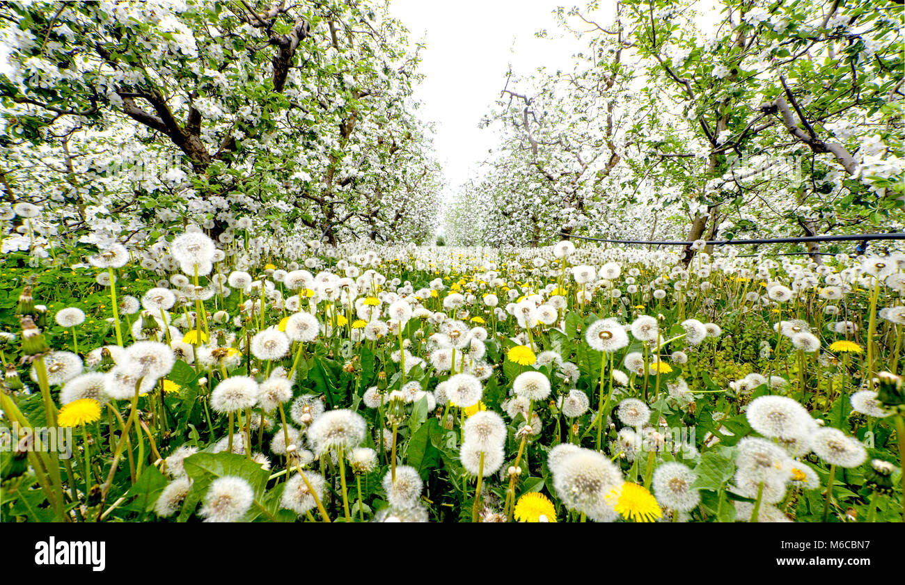 Apple orchard in spring, picturte of an Stock Photo - Alamy