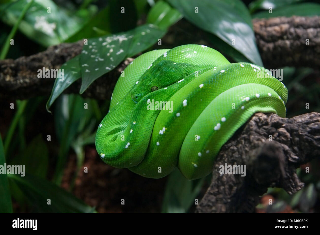 Green tree python (Morelia viridis) resting on tree branch Stock Photo ...