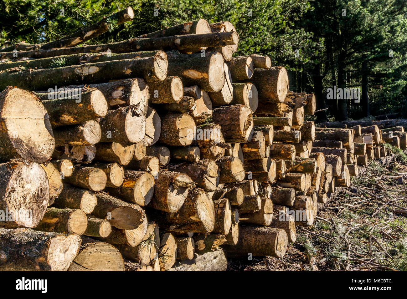 Pile of felled trees in pine forrest, near Holme styes reservoir ...