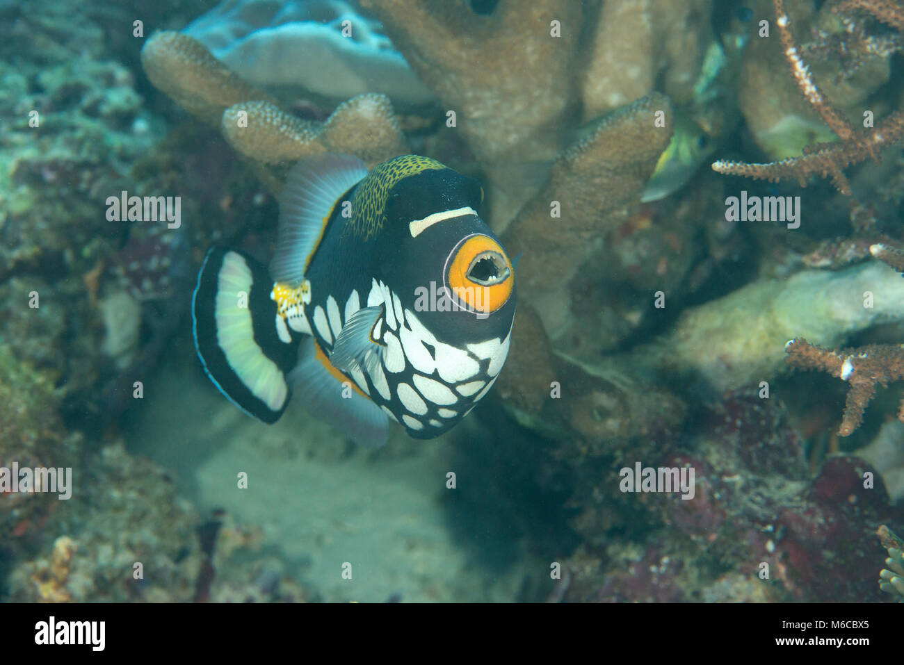 Bigspotted triggerfish hi-res stock photography and images - Alamy