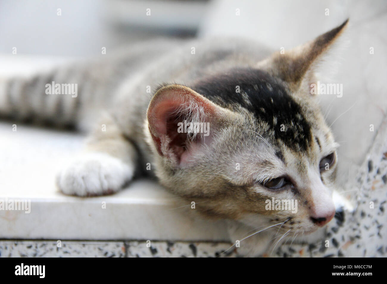 street cat in city Stock Photo - Alamy