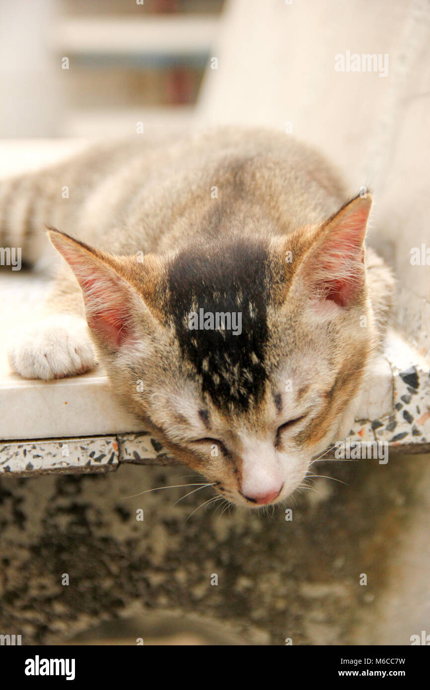 street cat in city Stock Photo - Alamy