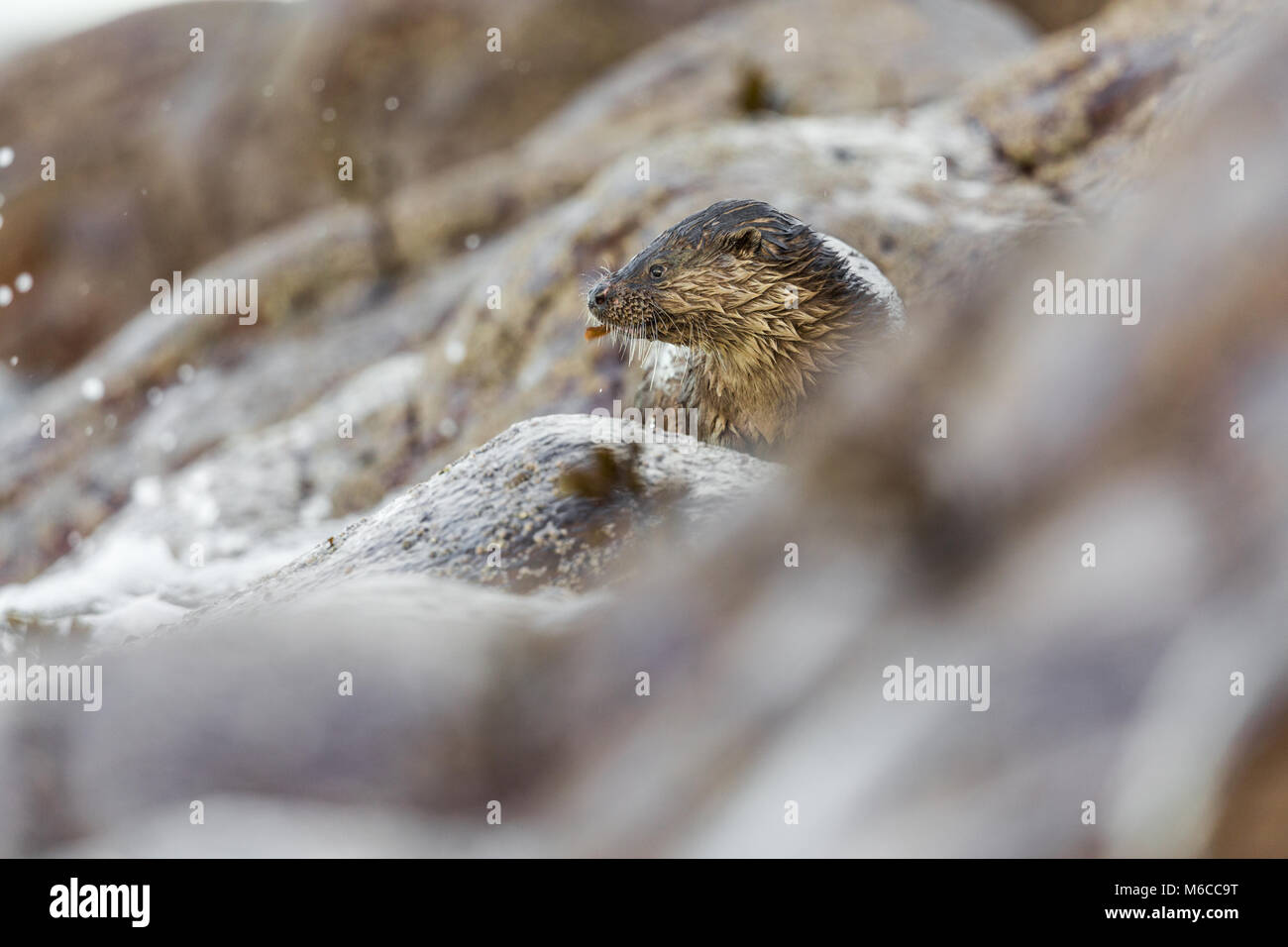 Otter scotland hi-res stock photography and images - Alamy