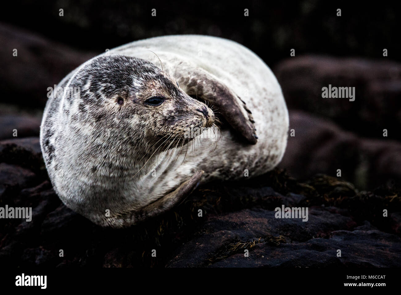 Scottish grey seal hi-res stock photography and images - Alamy