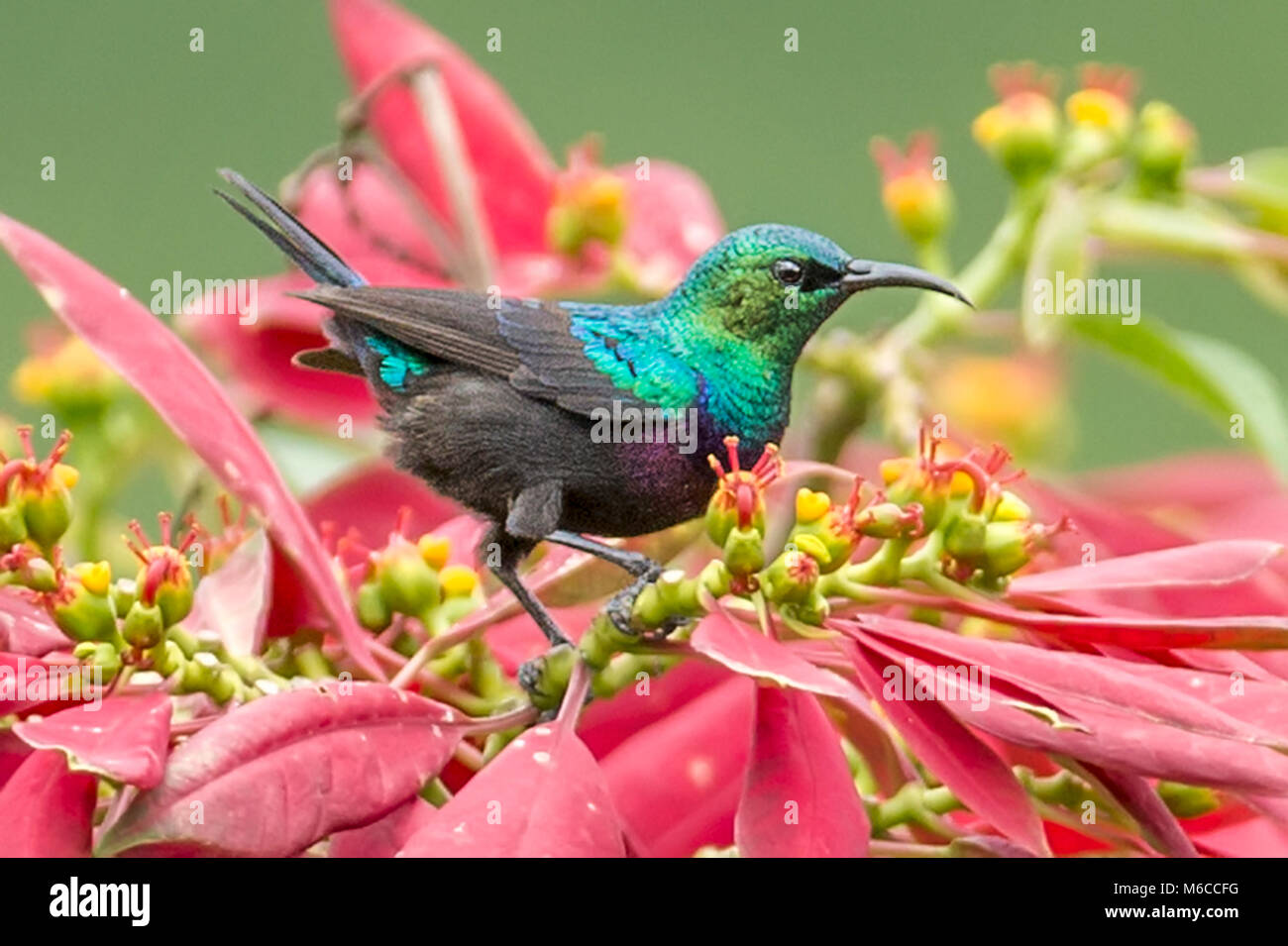 Female Scarlet-tufted sunbird (Nectarinia johnstoni) aka red-tufted ...