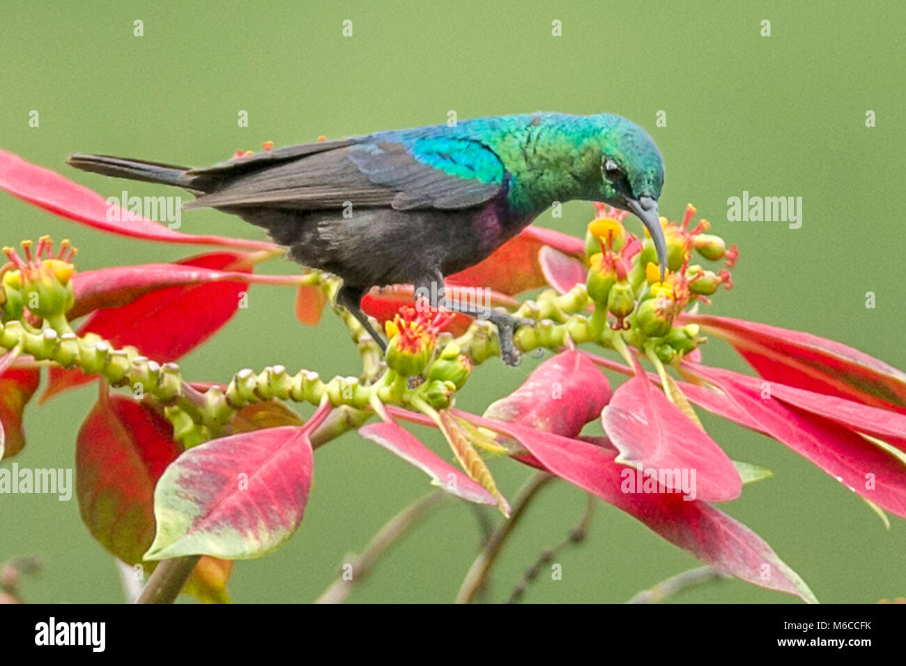 Female Scarlet-tufted sunbird (Nectarinia johnstoni) aka red-tufted ...