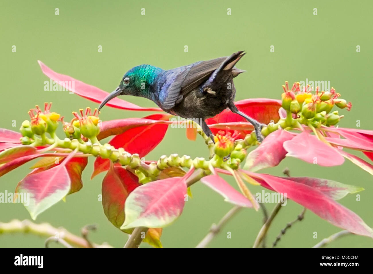 Female Scarlet-tufted sunbird aka red-tufted sunbird & scarlet-tufted ...