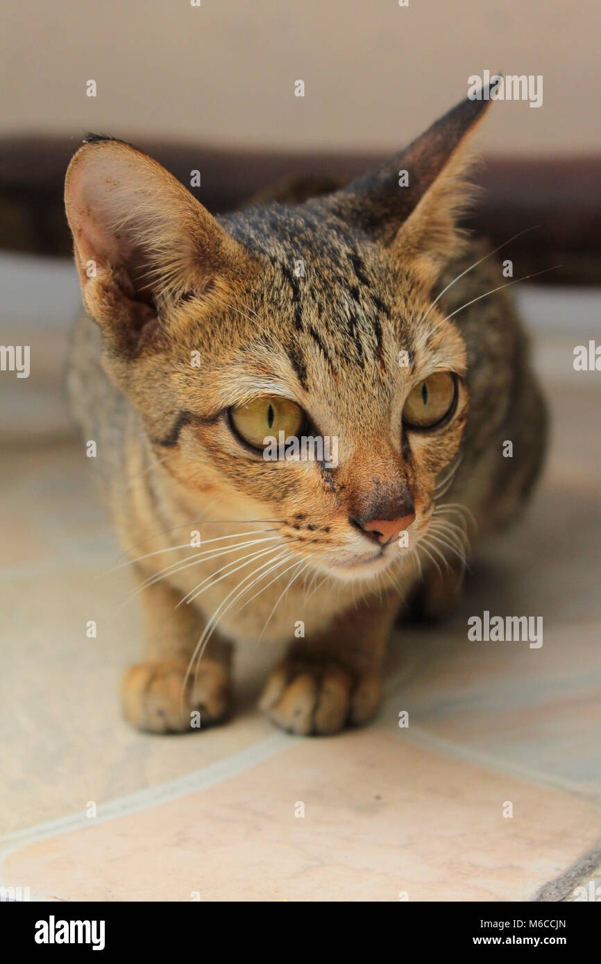 street cat in city Stock Photo - Alamy