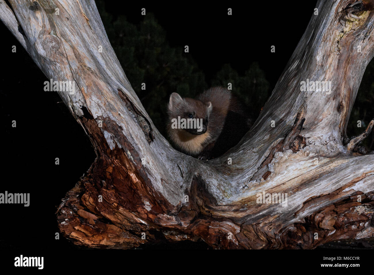 Mammal british wildlife carnivore predator hi-res stock photography and ...