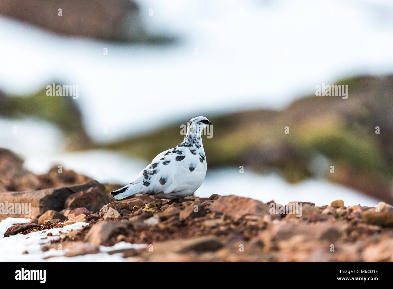 Mountain road applecross peninsula hi-res stock photography and images ...