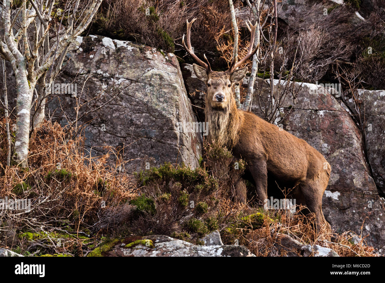 Red Deer stag, Applecross, Scotland Stock Photo - Alamy