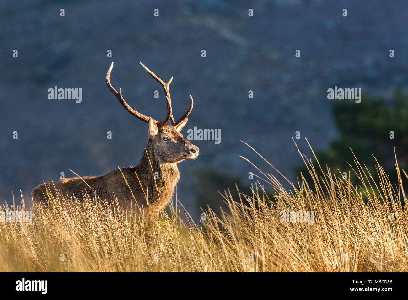 Red Deer stag, Applecross, Scotland Stock Photo - Alamy