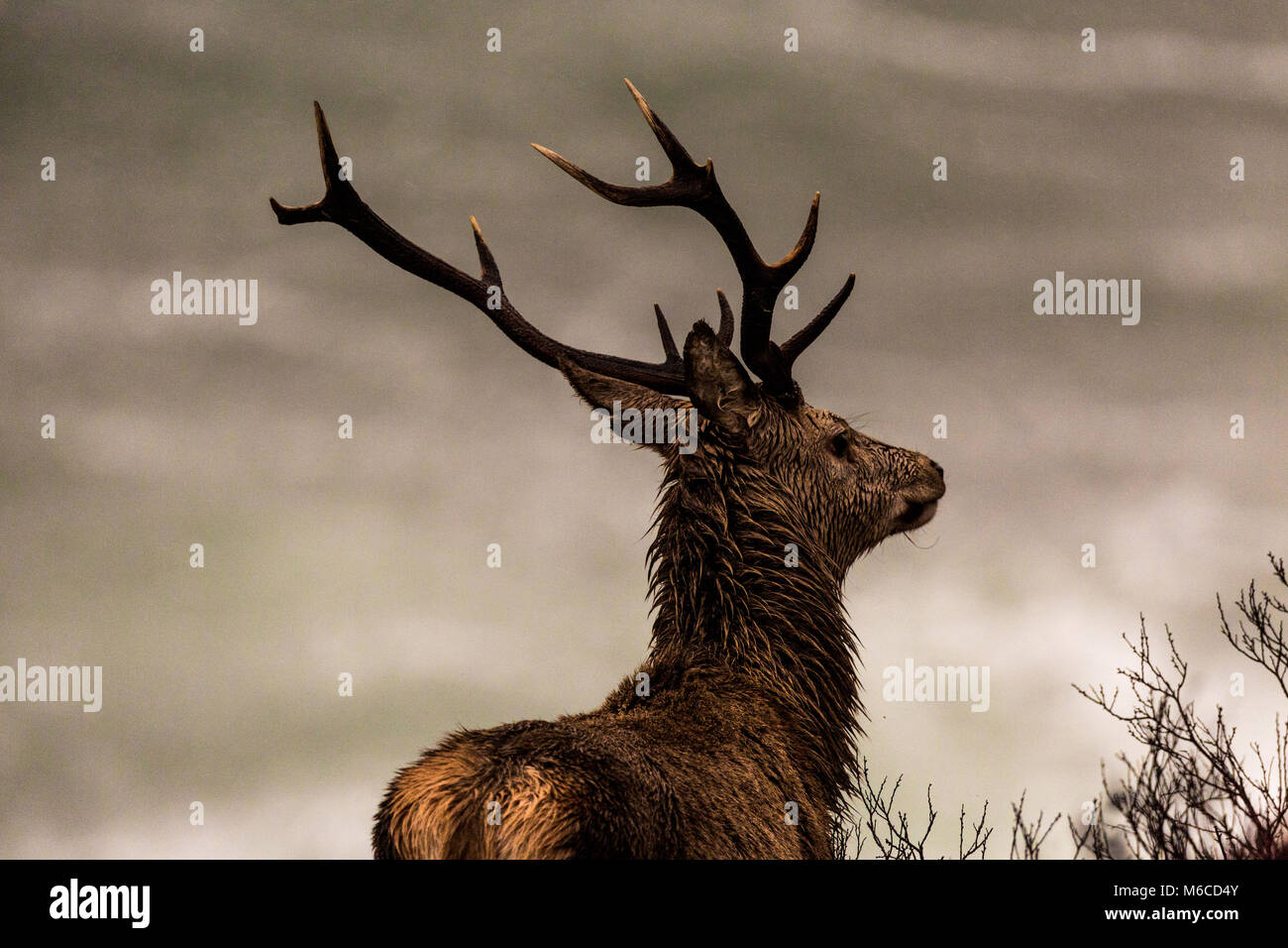 Red Deer stag, Applecross, Scotland Stock Photo - Alamy