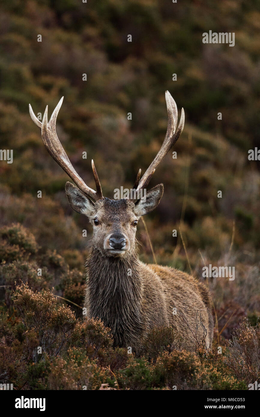 Red Deer stag, Applecross, Scotland Stock Photo - Alamy