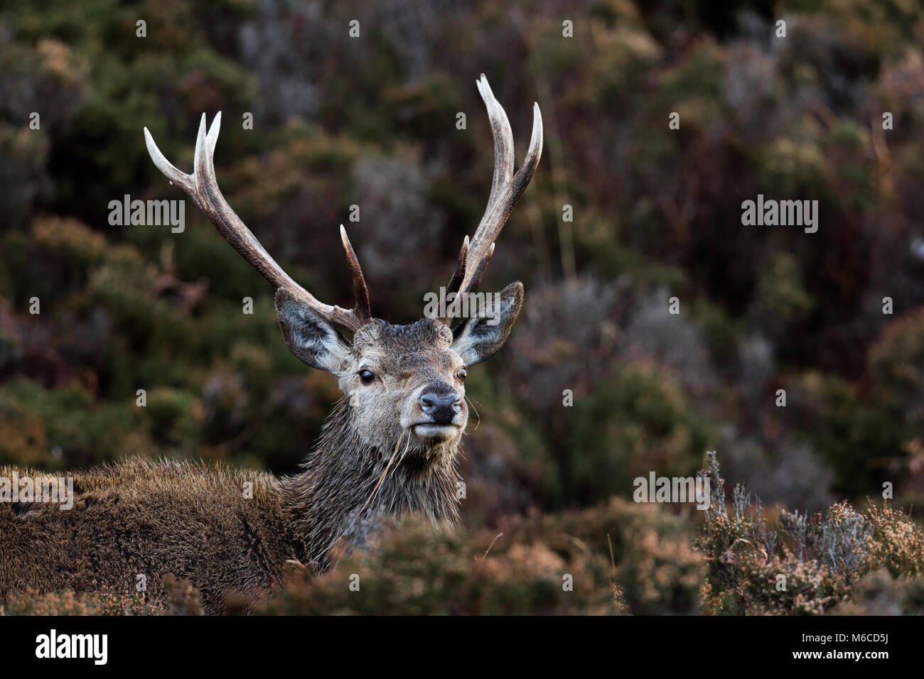 Red Deer stag, Applecross, Scotland Stock Photo - Alamy