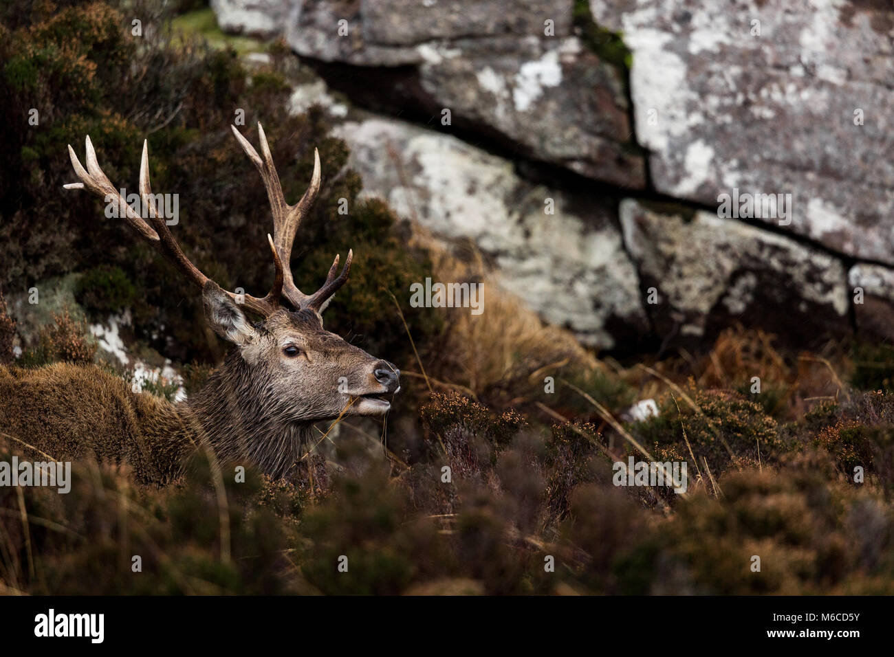 Red Deer stag, Applecross, Scotland Stock Photo - Alamy