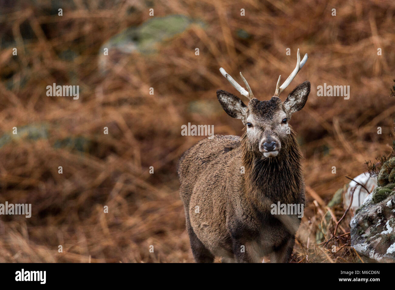 Red Deer stag, Applecross, Scotland Stock Photo - Alamy