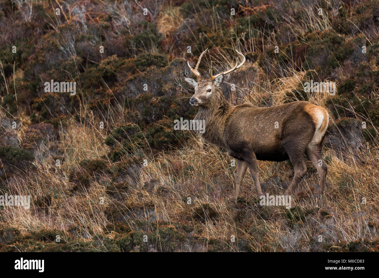 Red Deer stag, Applecross, Scotland Stock Photo - Alamy