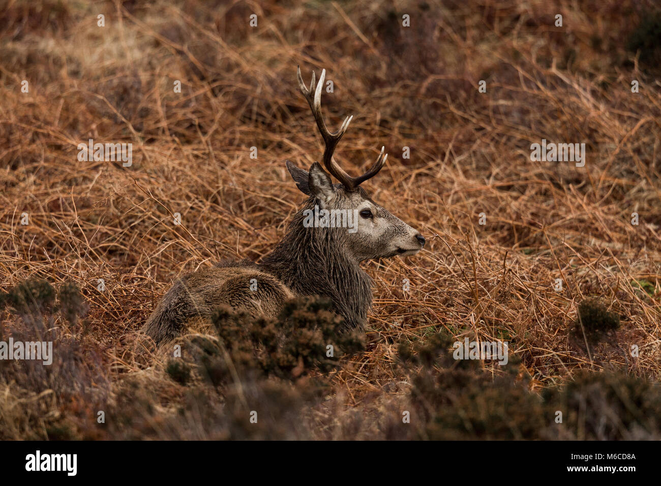 Red Deer stag, Applecross, Scotland Stock Photo - Alamy