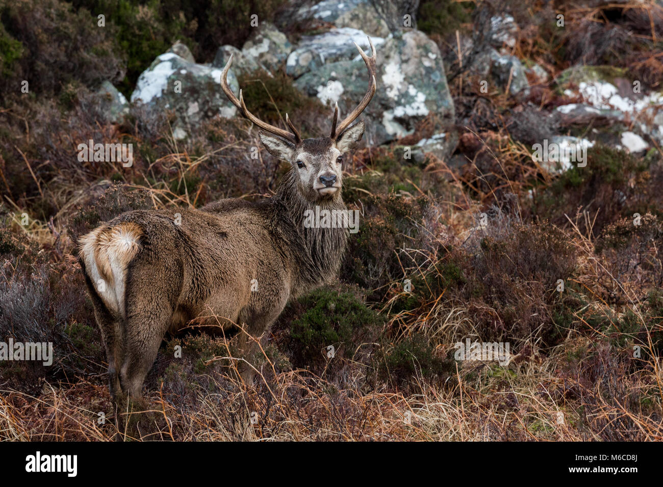 Red Deer stag, Applecross, Scotland Stock Photo - Alamy