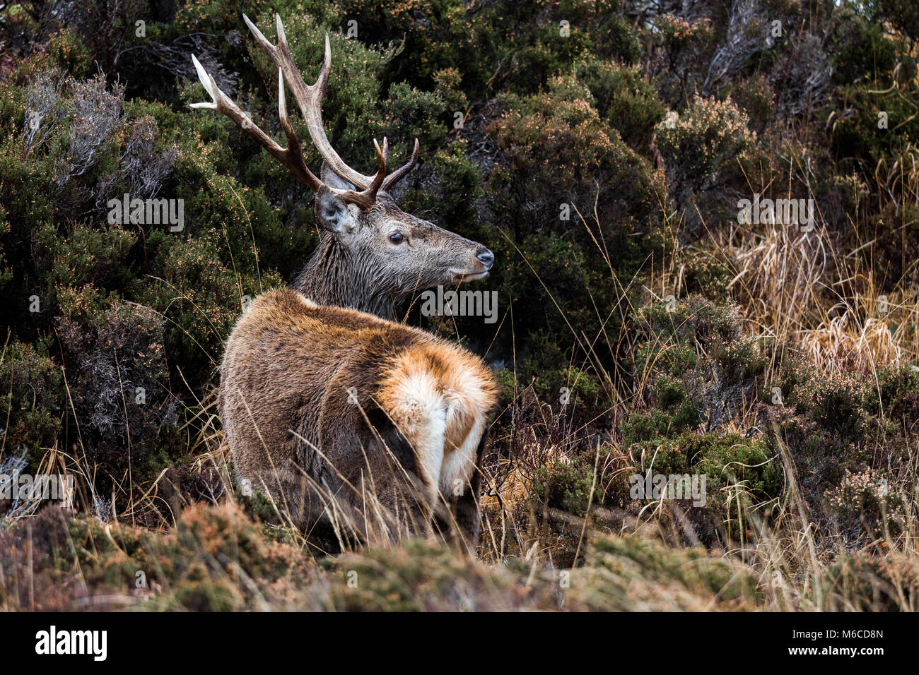 Red Deer stag, Applecross, Scotland Stock Photo - Alamy