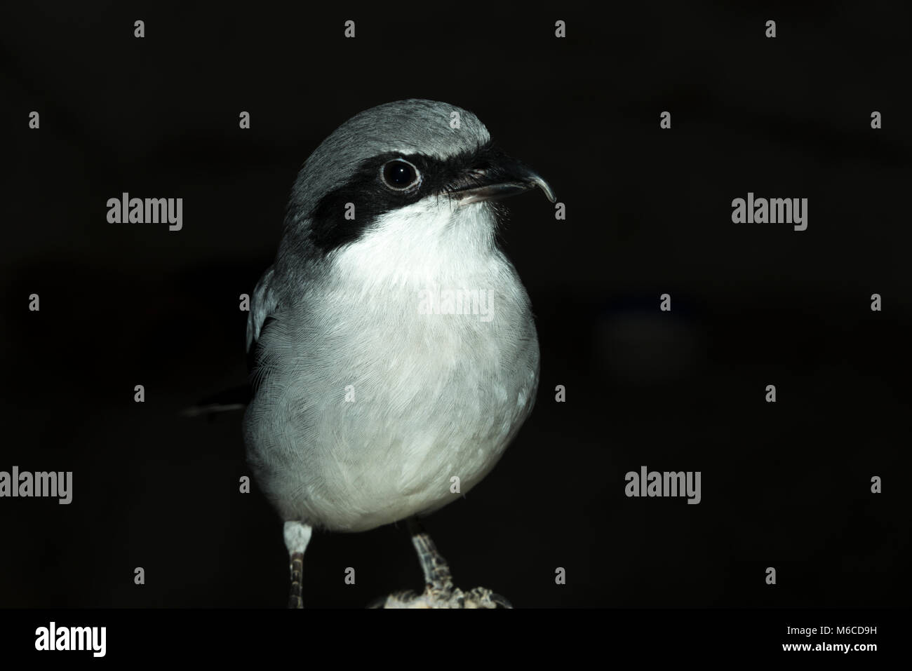 Eastern Loggerhead Shrike (Lanius ludovicianus Stock Photo - Alamy