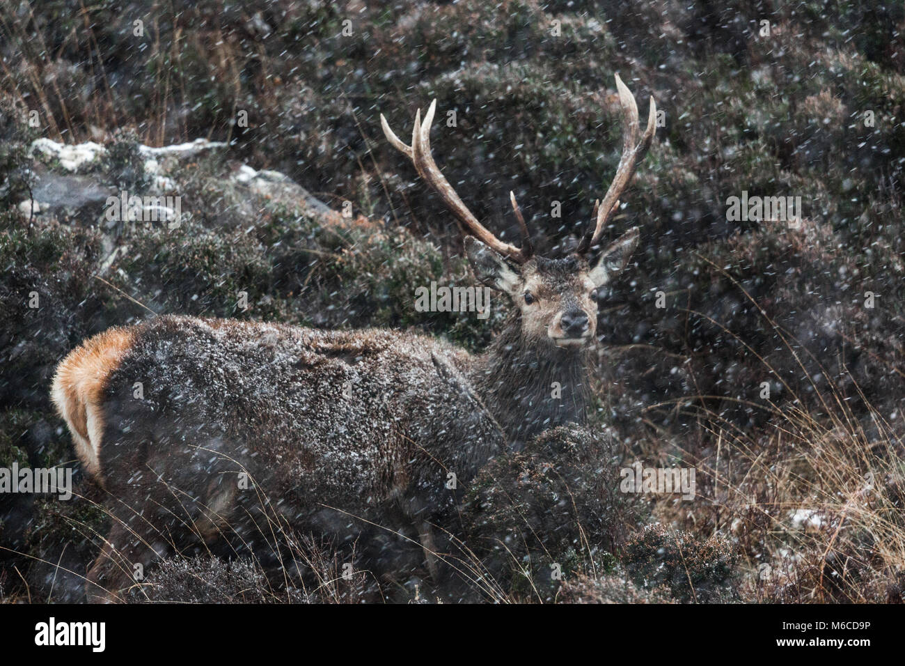 Red Deer stag in snow, Applecross, Scotland Stock Photo - Alamy
