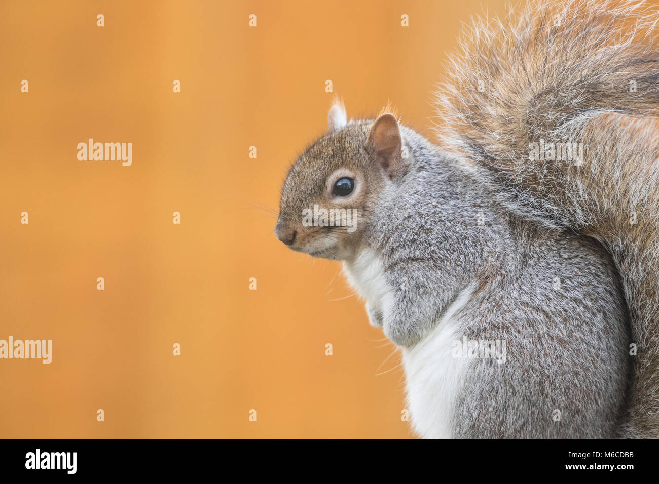 A single grey squirrel UK Stock Photo - Alamy