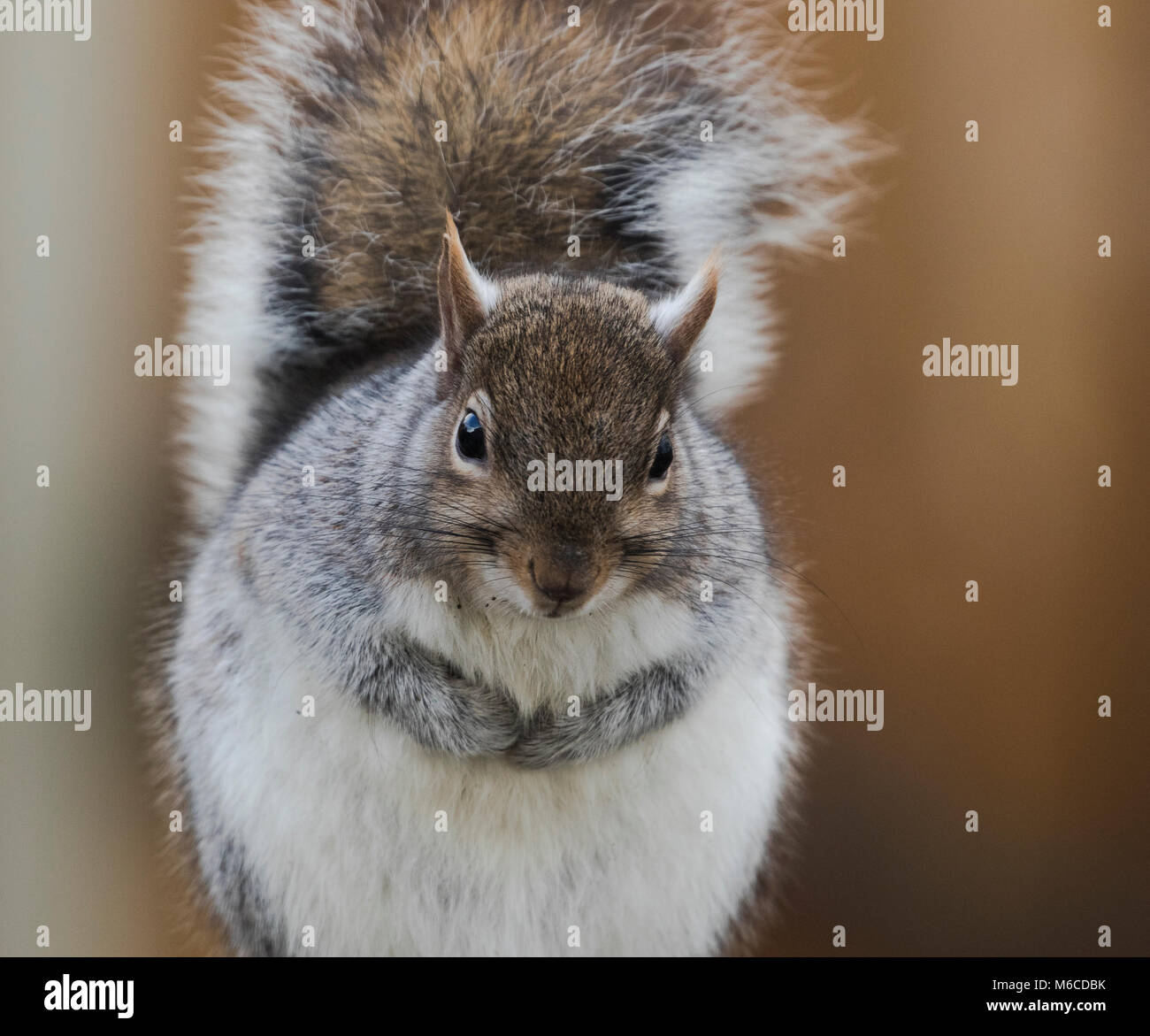 Squirrel sciurus carolinensis staring hi-res stock photography and ...