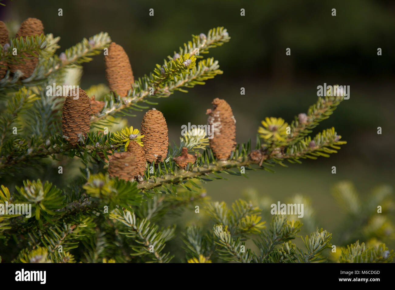 Pine cones on a fir tree at York Gate Garden, Leeds, Yorkshire, UK ...