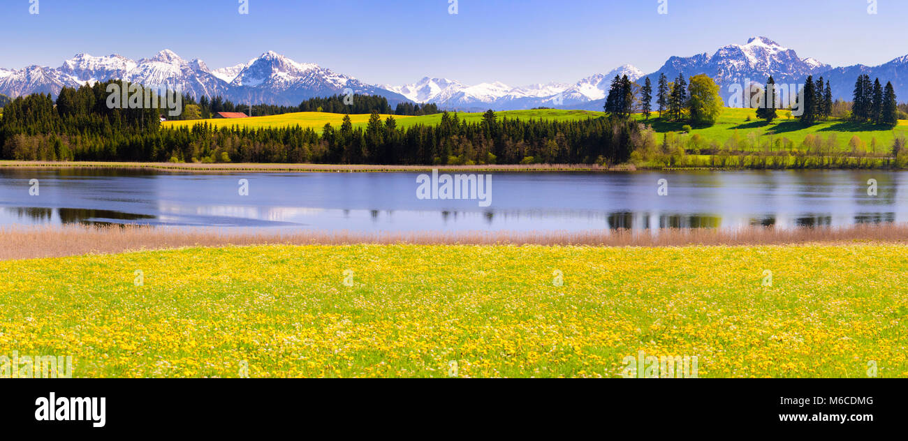 panoramic scene with lake Forggensee and alps mountains in region ...