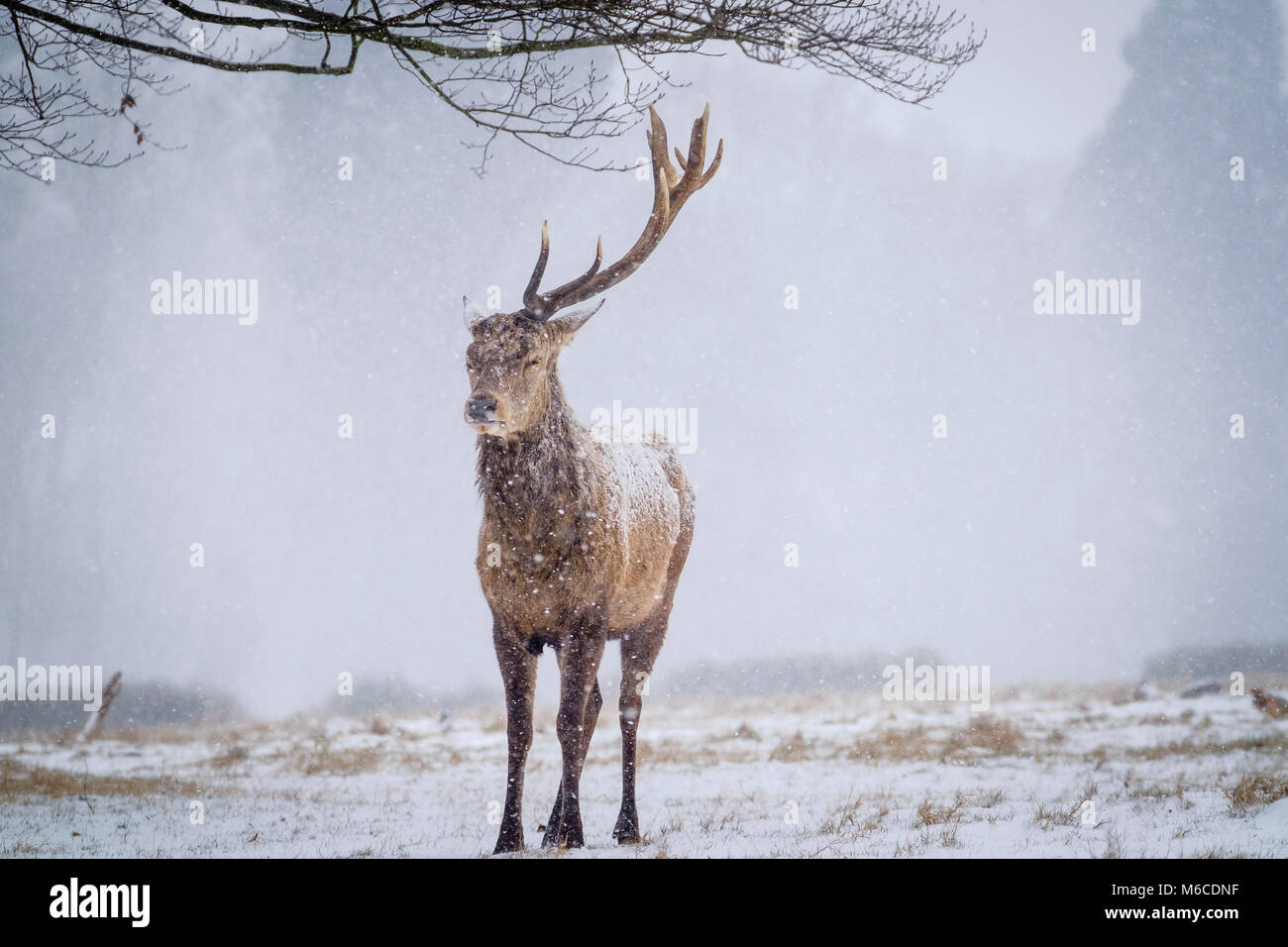 White stag winter hi-res stock photography and images - Alamy
