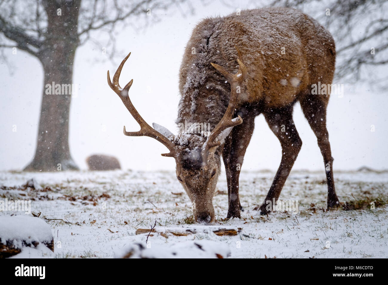 A red deer stag grazing on grass it can find beneath the snow Stock ...