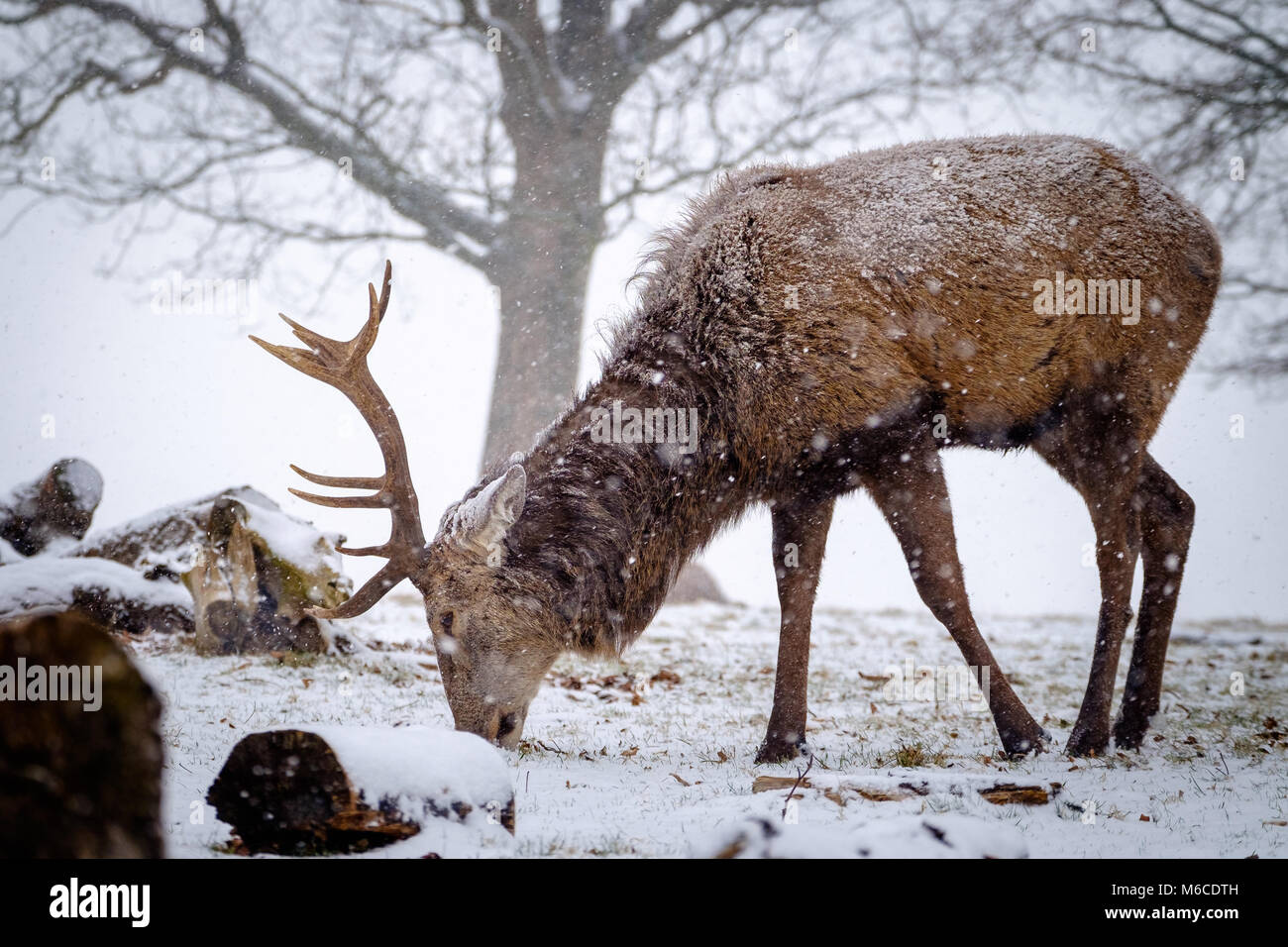 A red deer stag grazing on grass it can find beneath the snow Stock ...