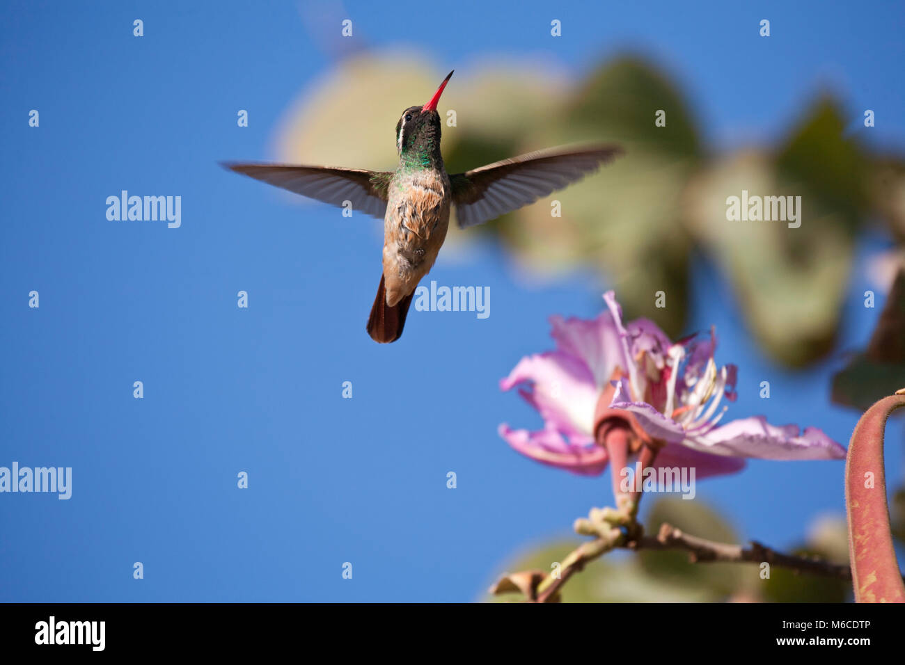 Xantus hummingbird hi-res stock photography and images - Alamy